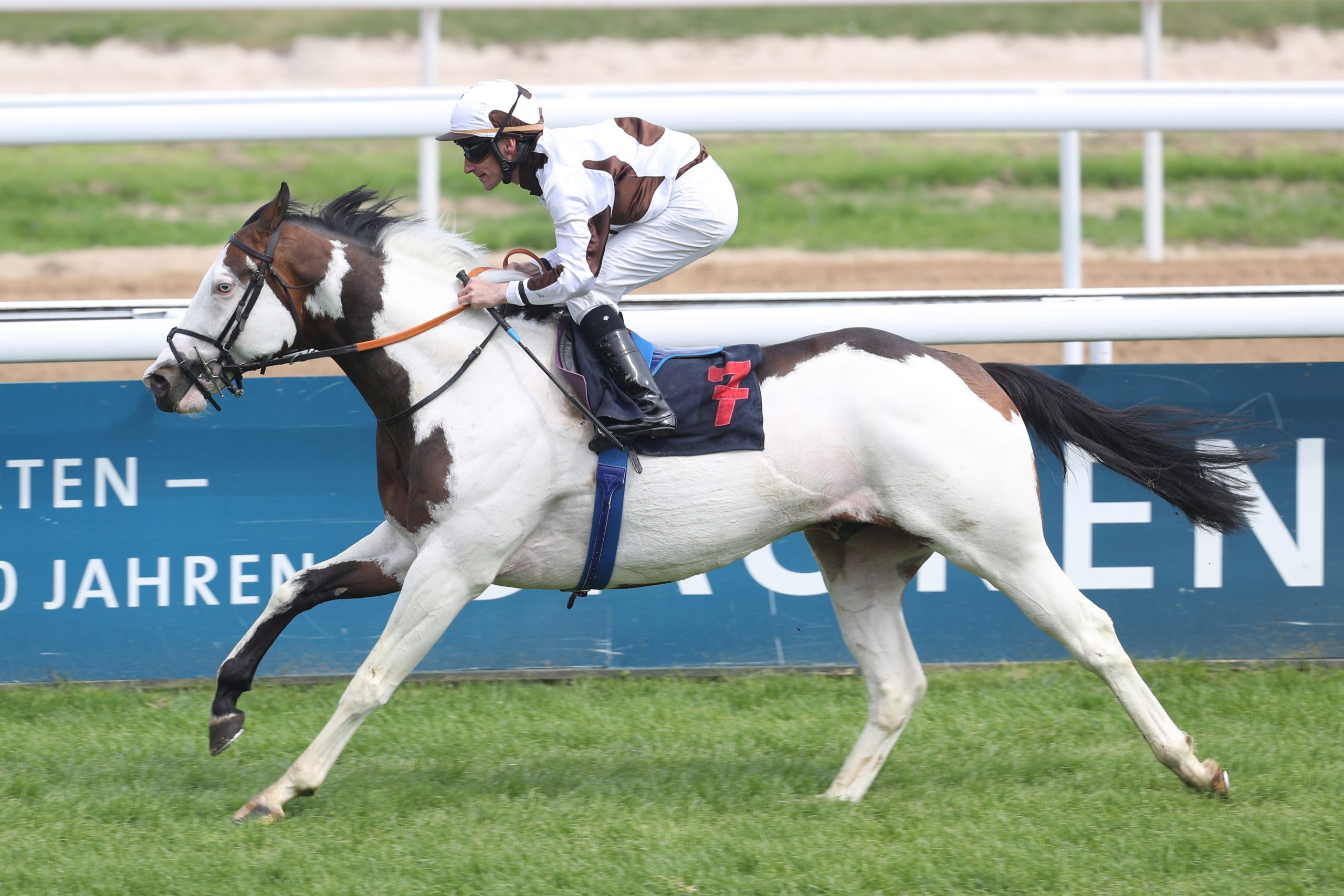 Hengstvorstellung: Silvery Moon xx – buschreiter.de